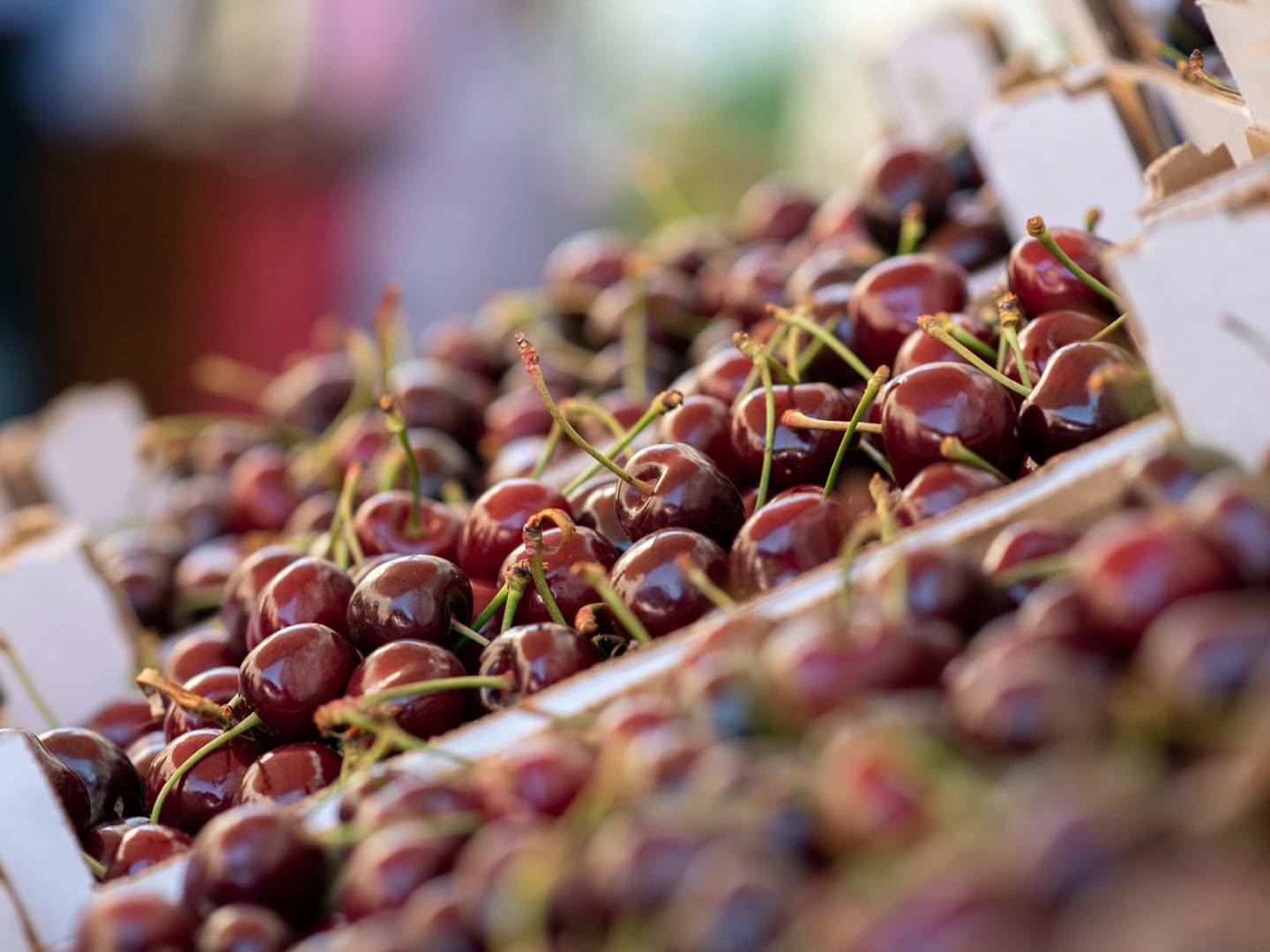 Fundão: produção de cereja com quebras até 70% devido ao clima